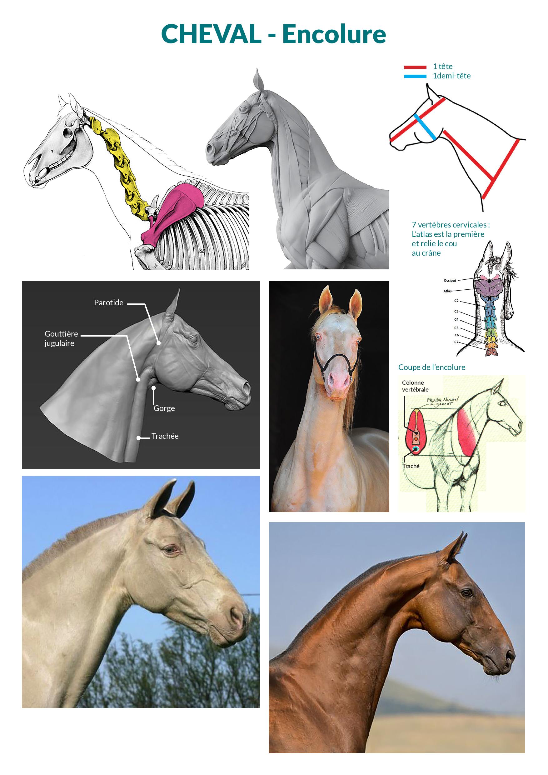 Les Tutos d’Anne CORRE - APSL 53 Laval - Mayenne - France