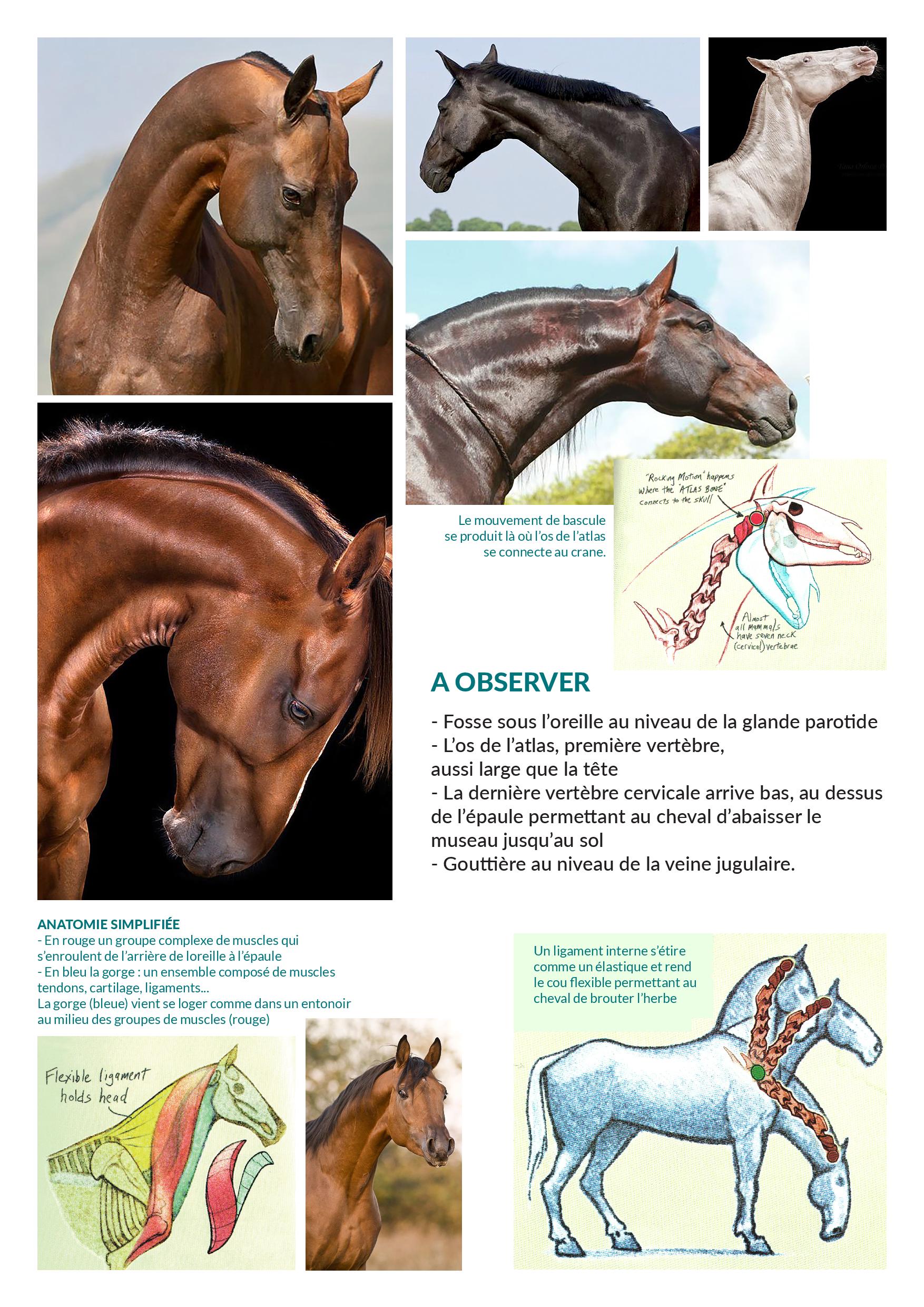 Les Tutos d’Anne CORRE - APSL 53 Laval - Mayenne - France